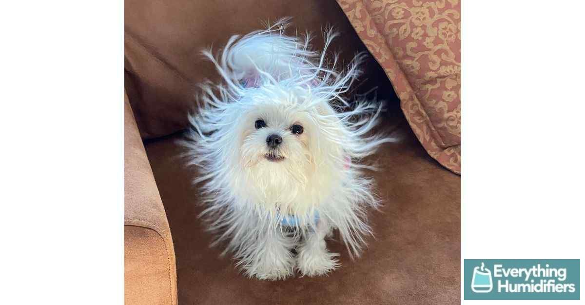 8 Signs your Dog needs a Humidifier - EVERYTHING HUMIDIFIERS